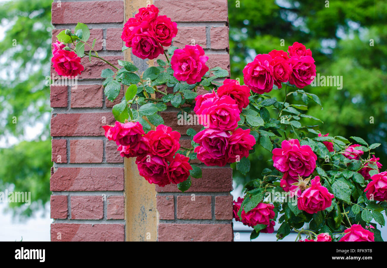 Red roses in the garden Stock Photo - Alamy