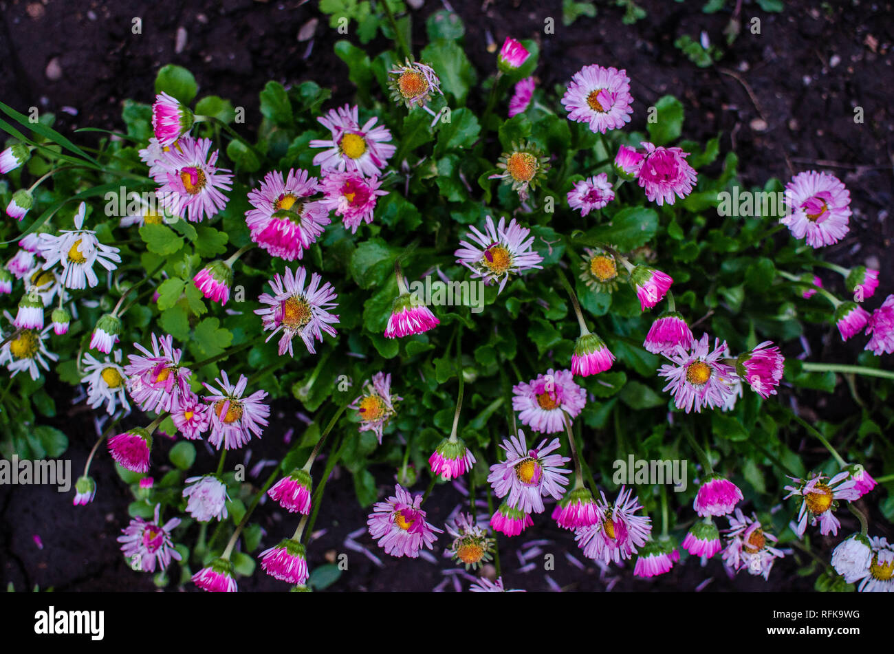 Fresh colorful flowers hi-res stock photography and images - Alamy