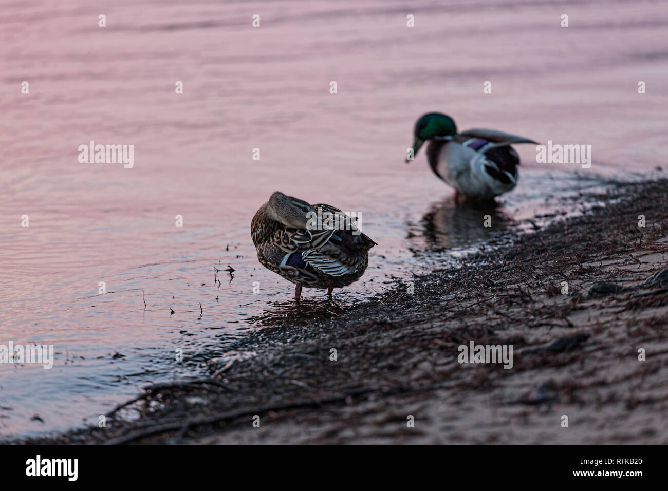 Wild drake and duck on the river bank Stock Photo - Alamy