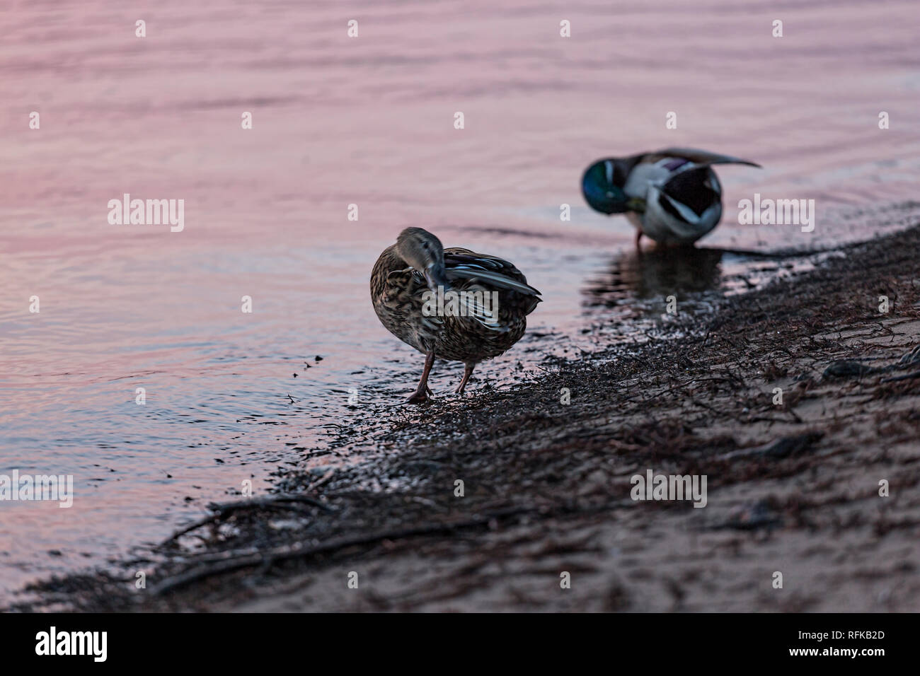 Wild drake and duck on the river bank Stock Photo - Alamy