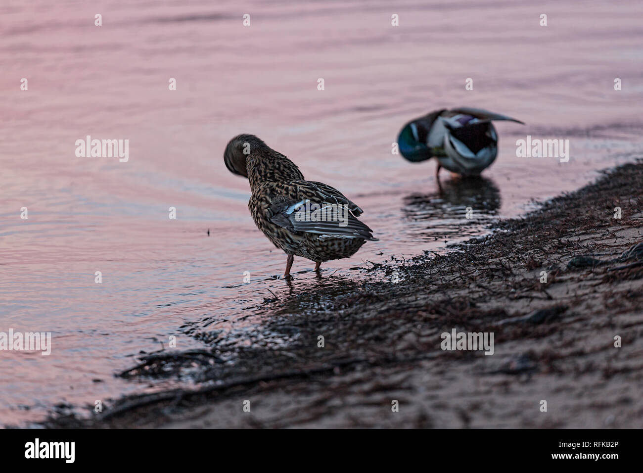 Wild drake and duck on the river bank Stock Photo - Alamy