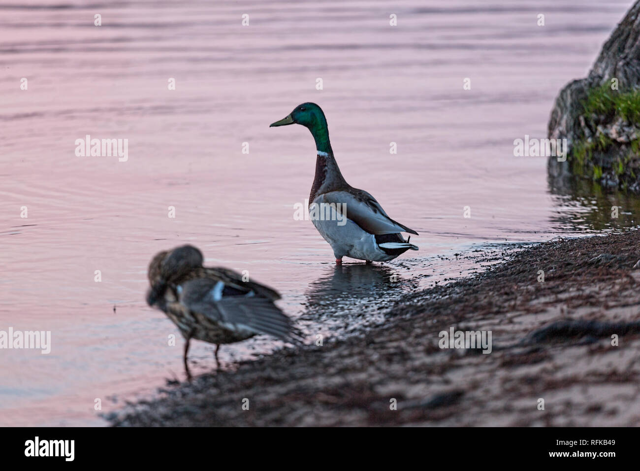 Wild drake and duck on the river bank Stock Photo - Alamy
