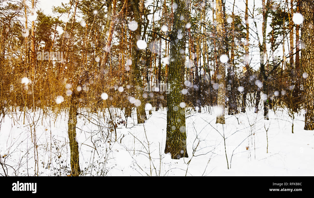 Winter forest and falling snow Stock Photo - Alamy