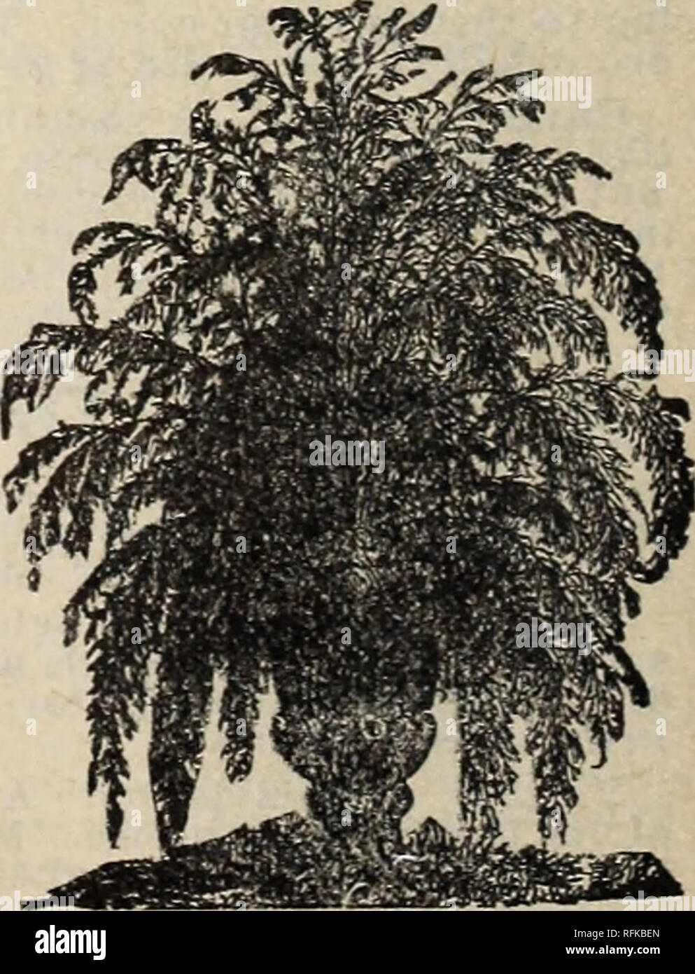 . Beautiful flowers from the Calla Greenhouses. Nurseries (Horticulture ...