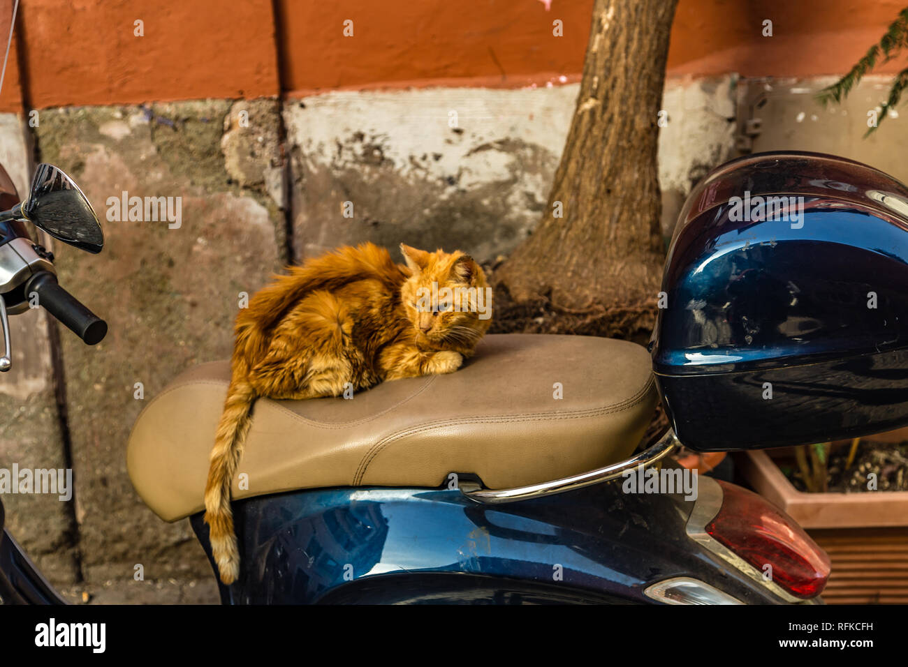 Cat sitting on motorcycle hi-res stock photography and images - Alamy