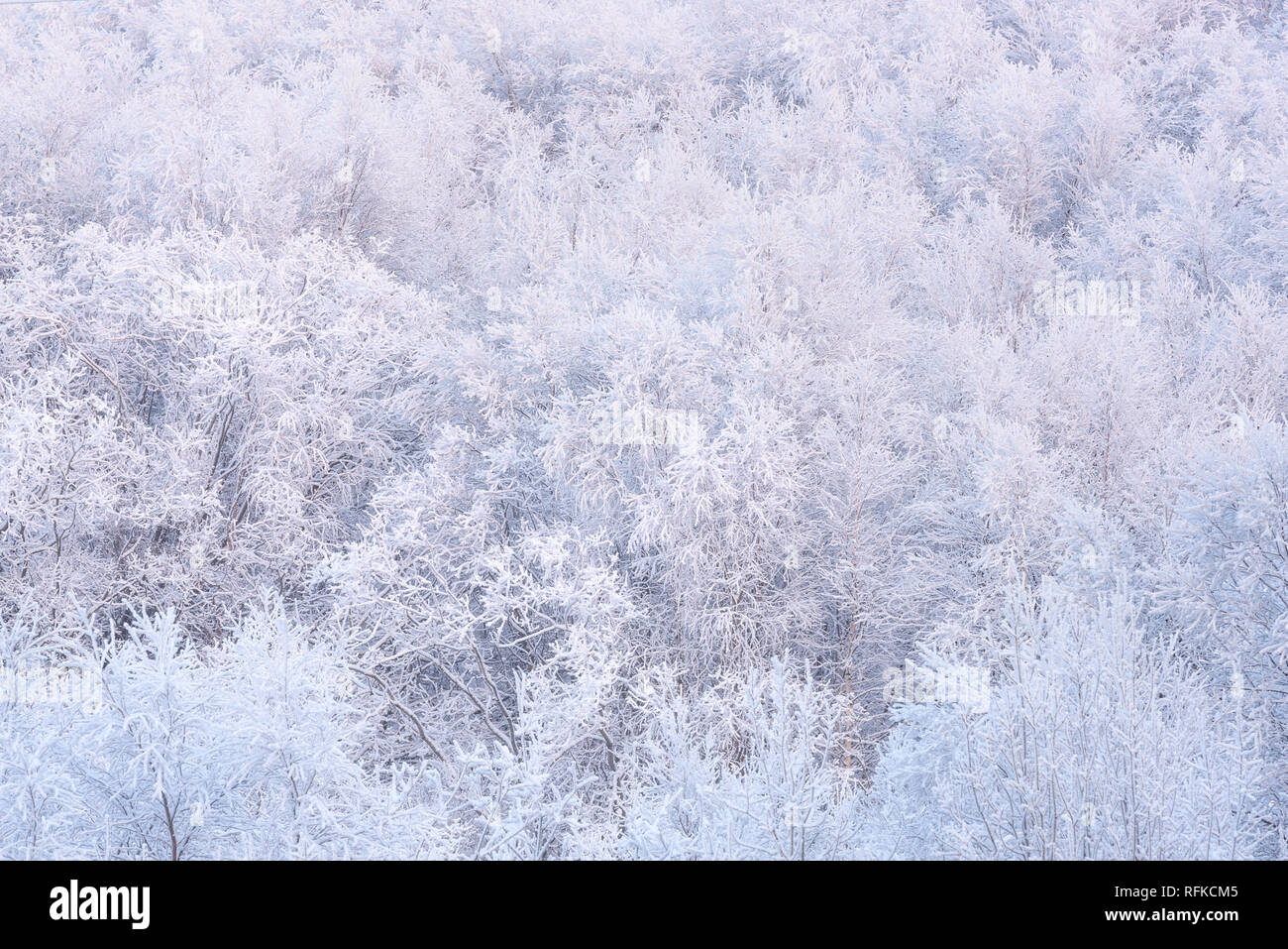 winter forest. trees in the snow texture Stock Photo - Alamy