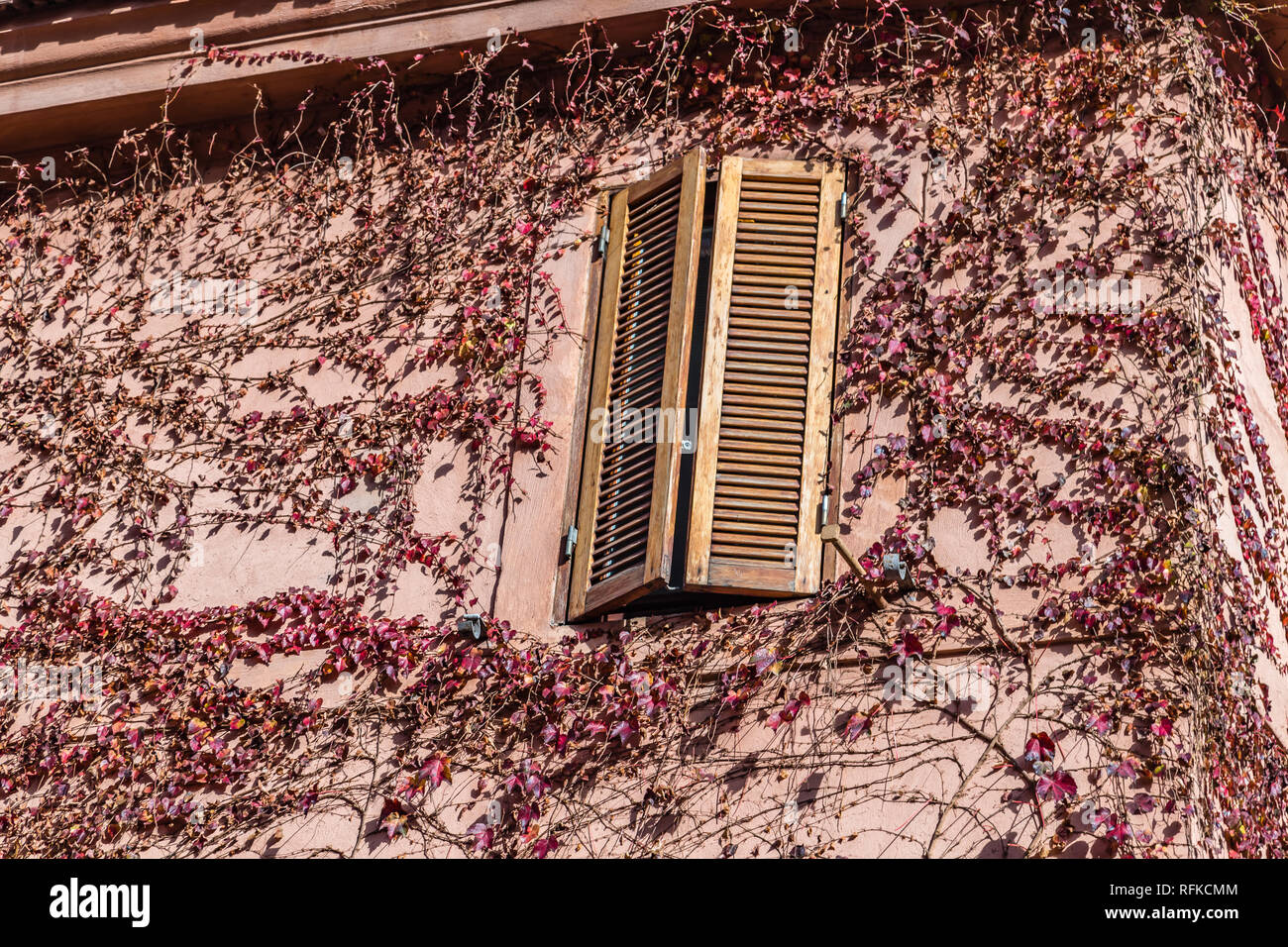 Red creepers hi-res stock photography and images - Alamy
