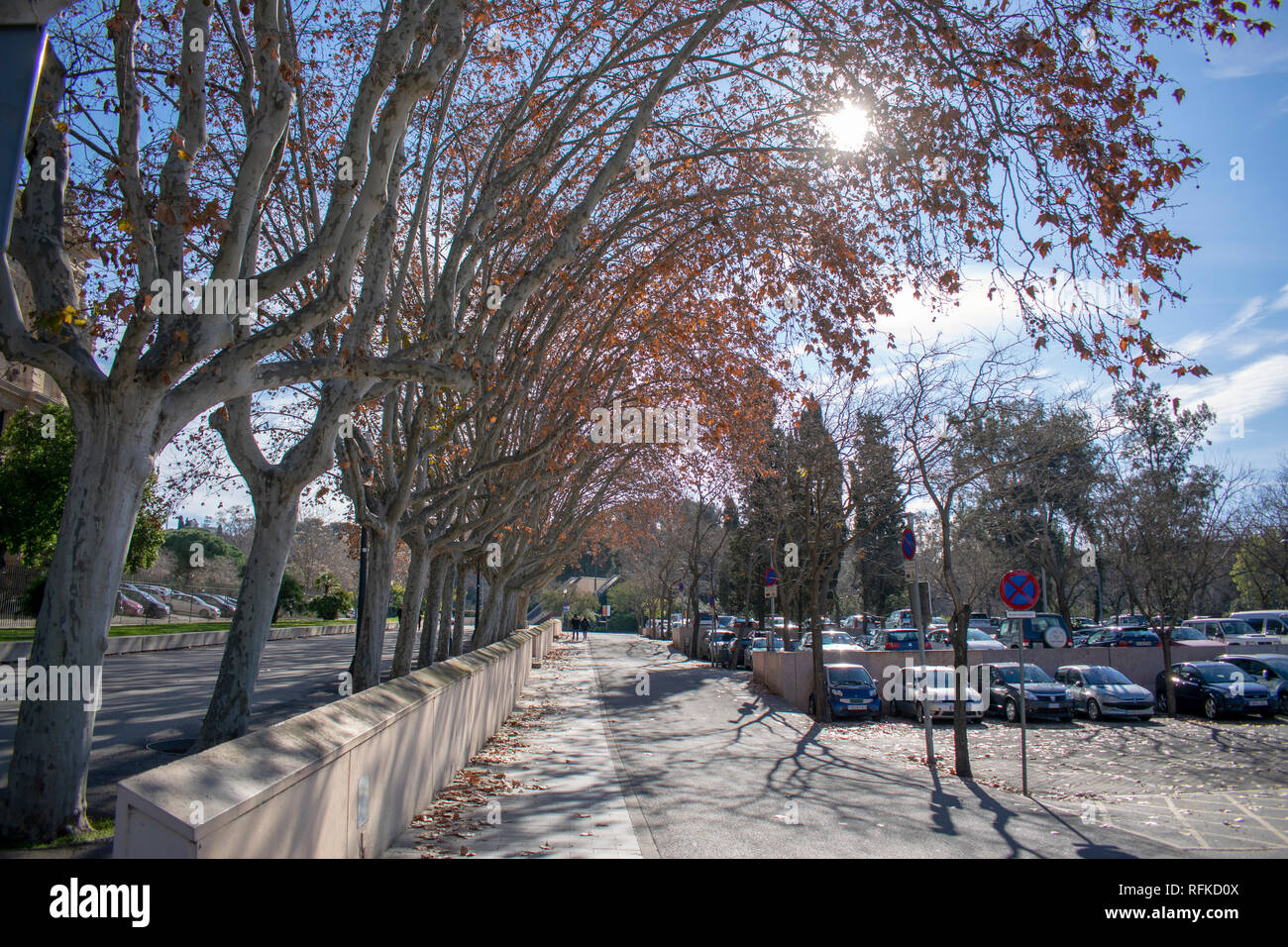 Barcelona trees hi-res stock photography and images - Alamy
