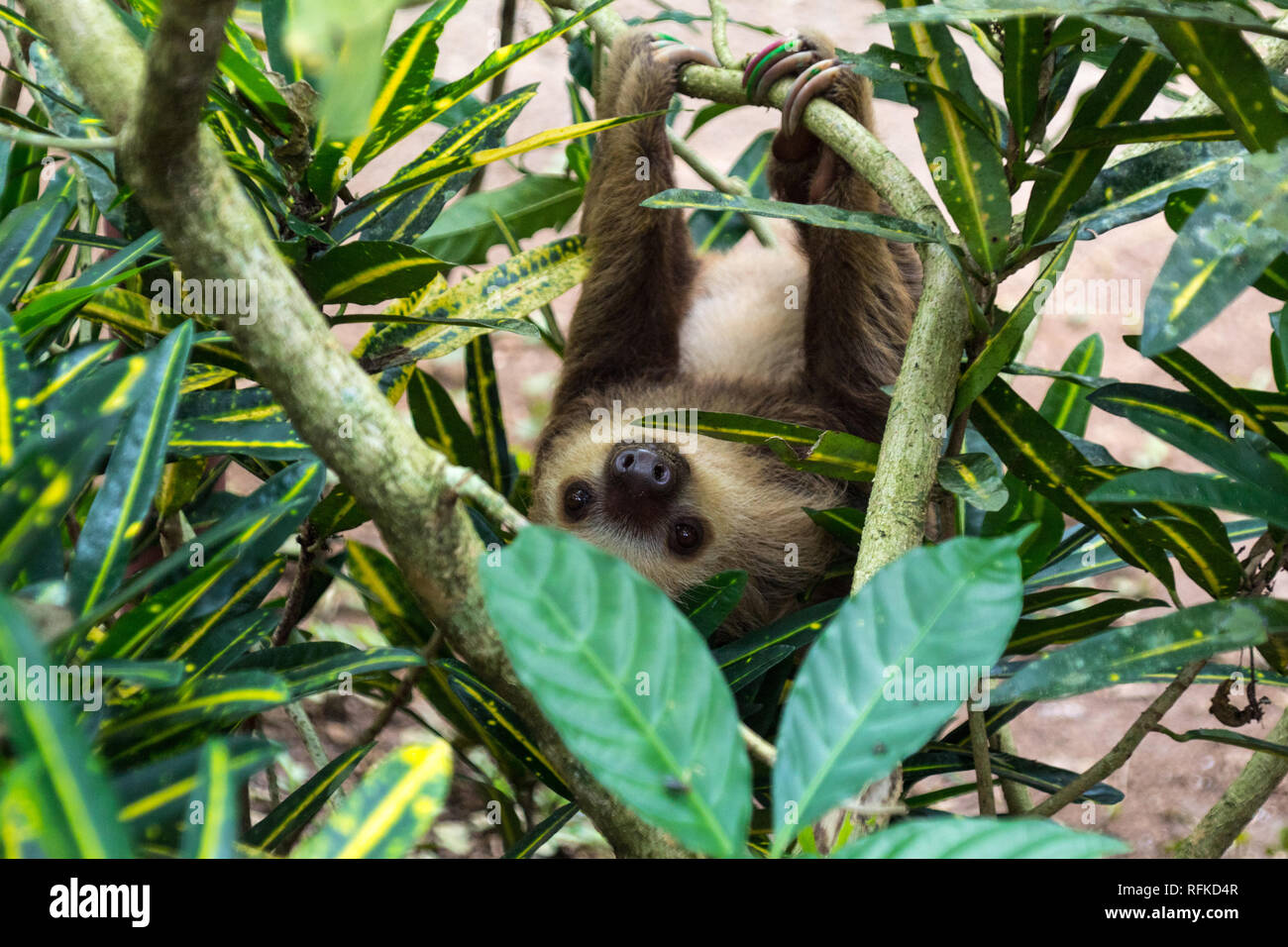 A beautiful portrait of a rescued sloth climbing on a tree (hanging ...