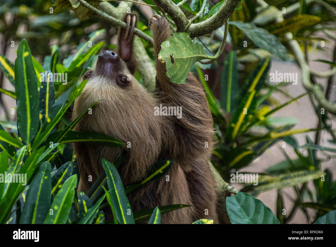 A beautiful portrait of a rescued sloth climbing on a tree (hanging ...
