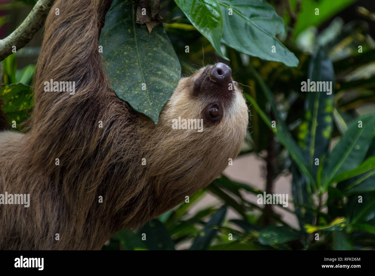 Profile looking down hi-res stock photography and images - Alamy