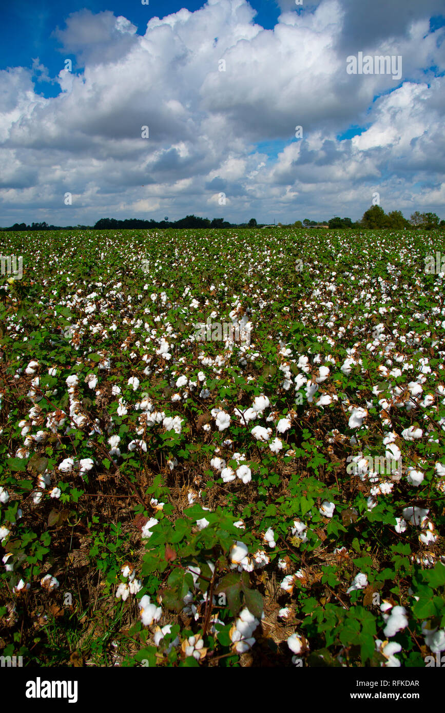 Alabama agriculture hi-res stock photography and images - Alamy