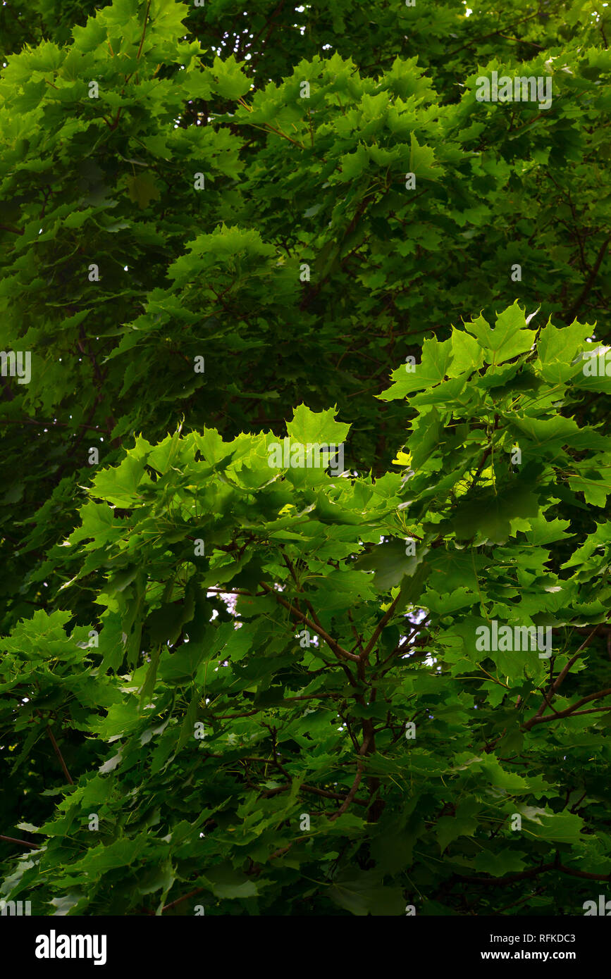 Forest Trees Background Stock Photo - Alamy