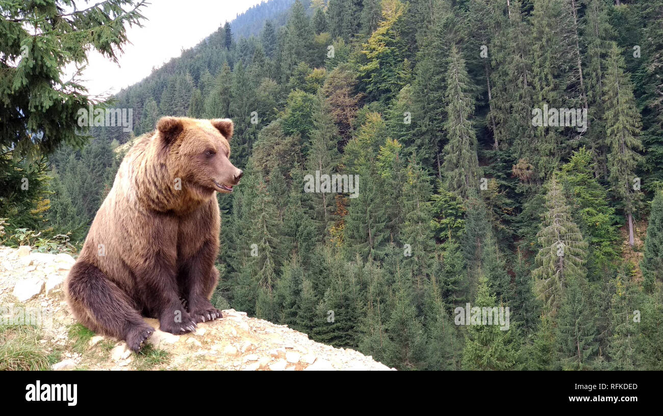Transylvania Brown Bear High Resolution Stock Photography and Images ...