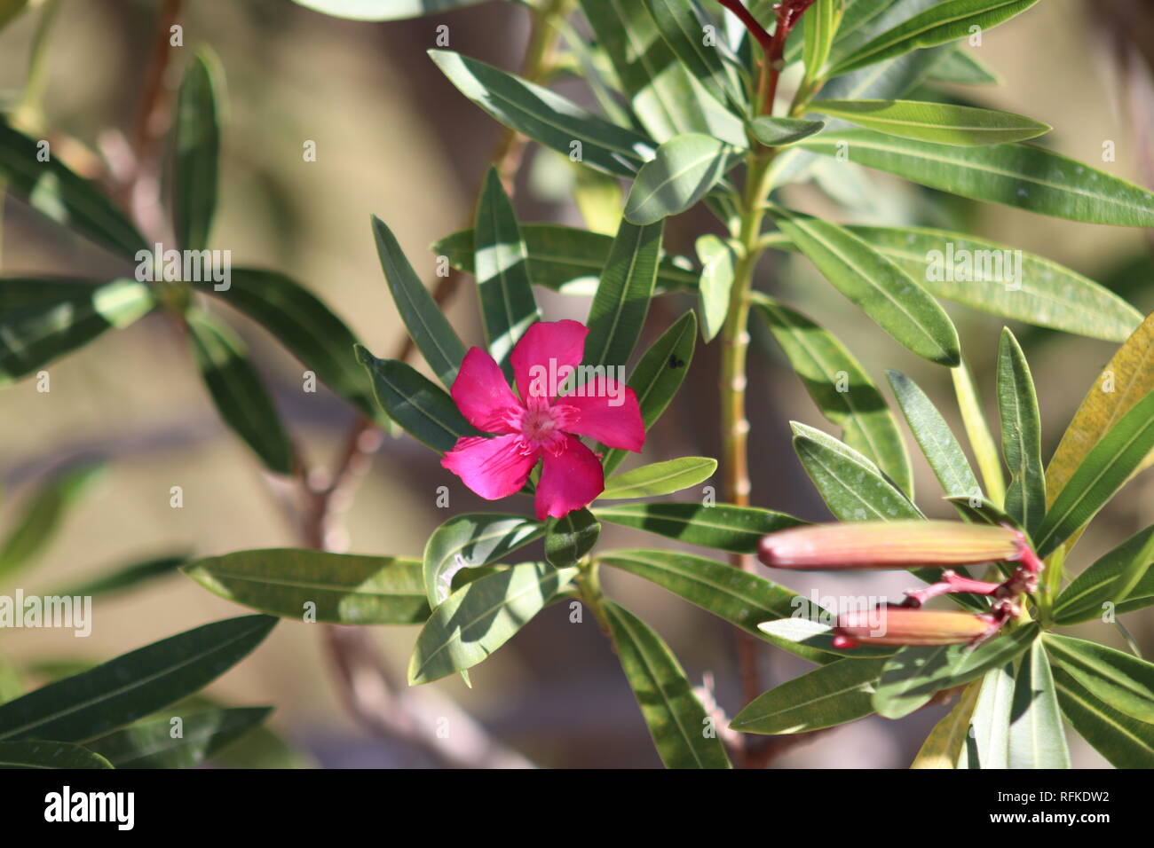 Green flowering tree hi-res stock photography and images - Alamy