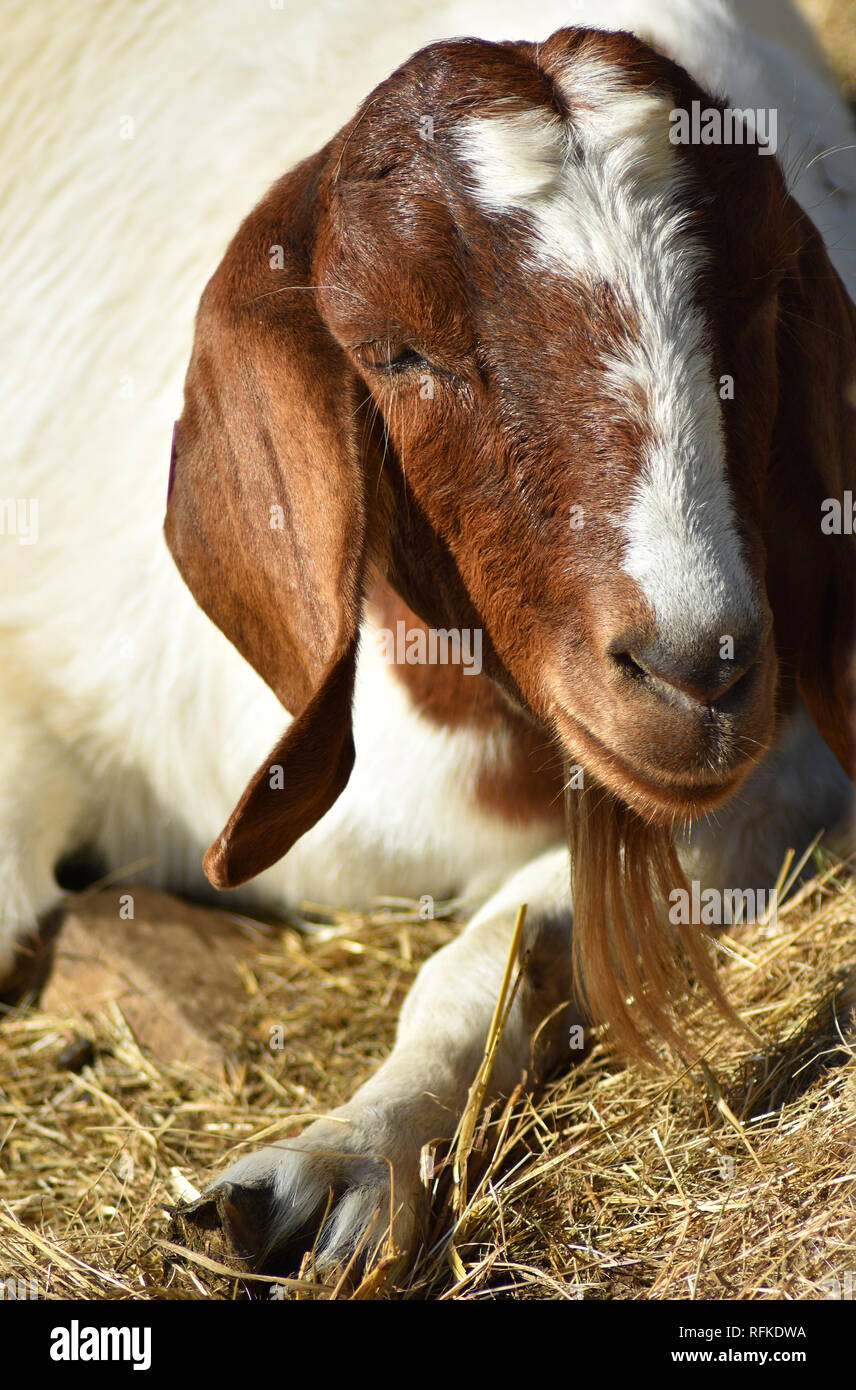 Adam henson farm goats hi-res stock photography and images - Alamy