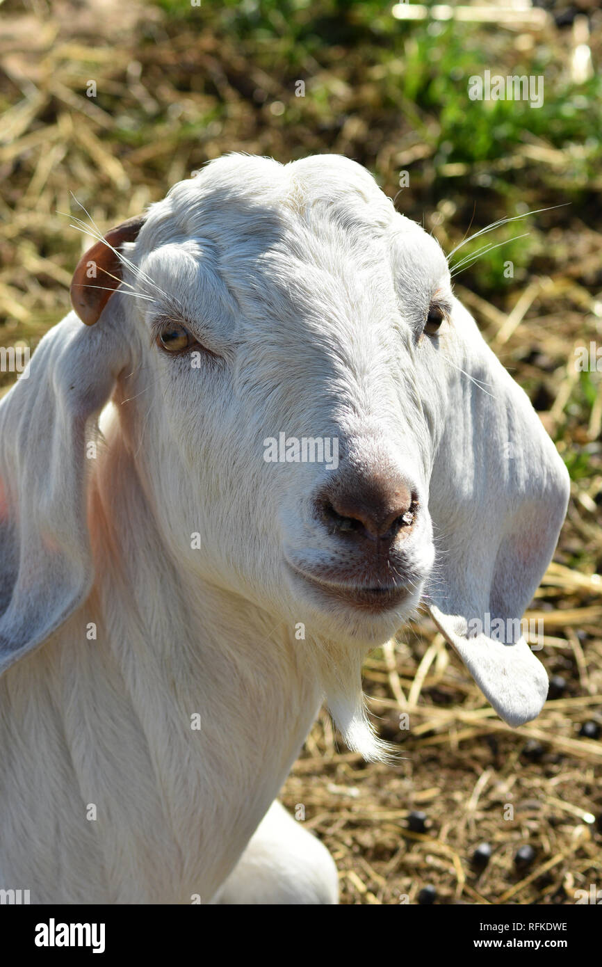 Goats at Cotswold Farm Park, Nr Guiting Power, Gloucestershire, England ...