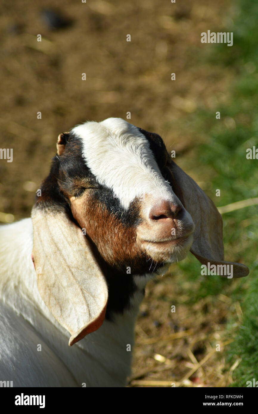Rare breeds goats hi-res stock photography and images - Alamy