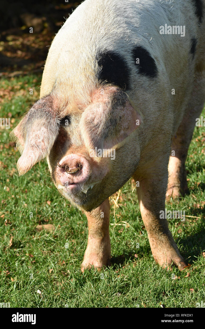 Gloucester Old Spot Pig Stock Photos & Gloucester Old Spot Pig Stock ...