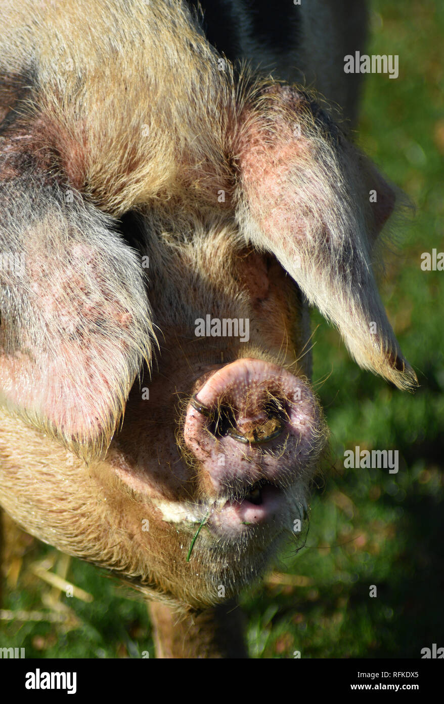 Gloucester Old Spot Pig at Cotswold Farm Park, Nr Guiting Power ...