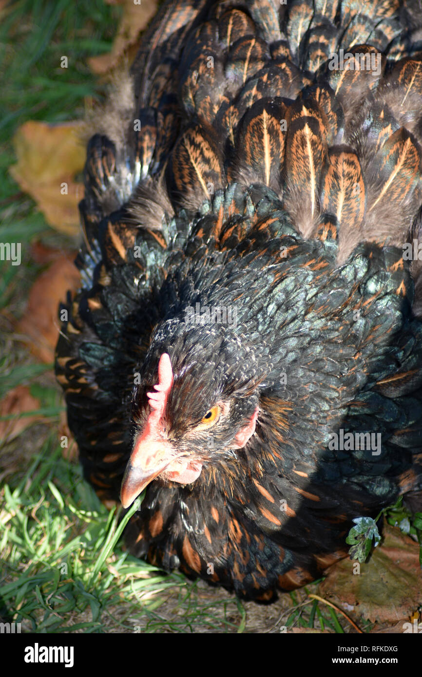 Chicken at Cotswold Farm Park, Nr Guiting Power, Gloucestershire ...