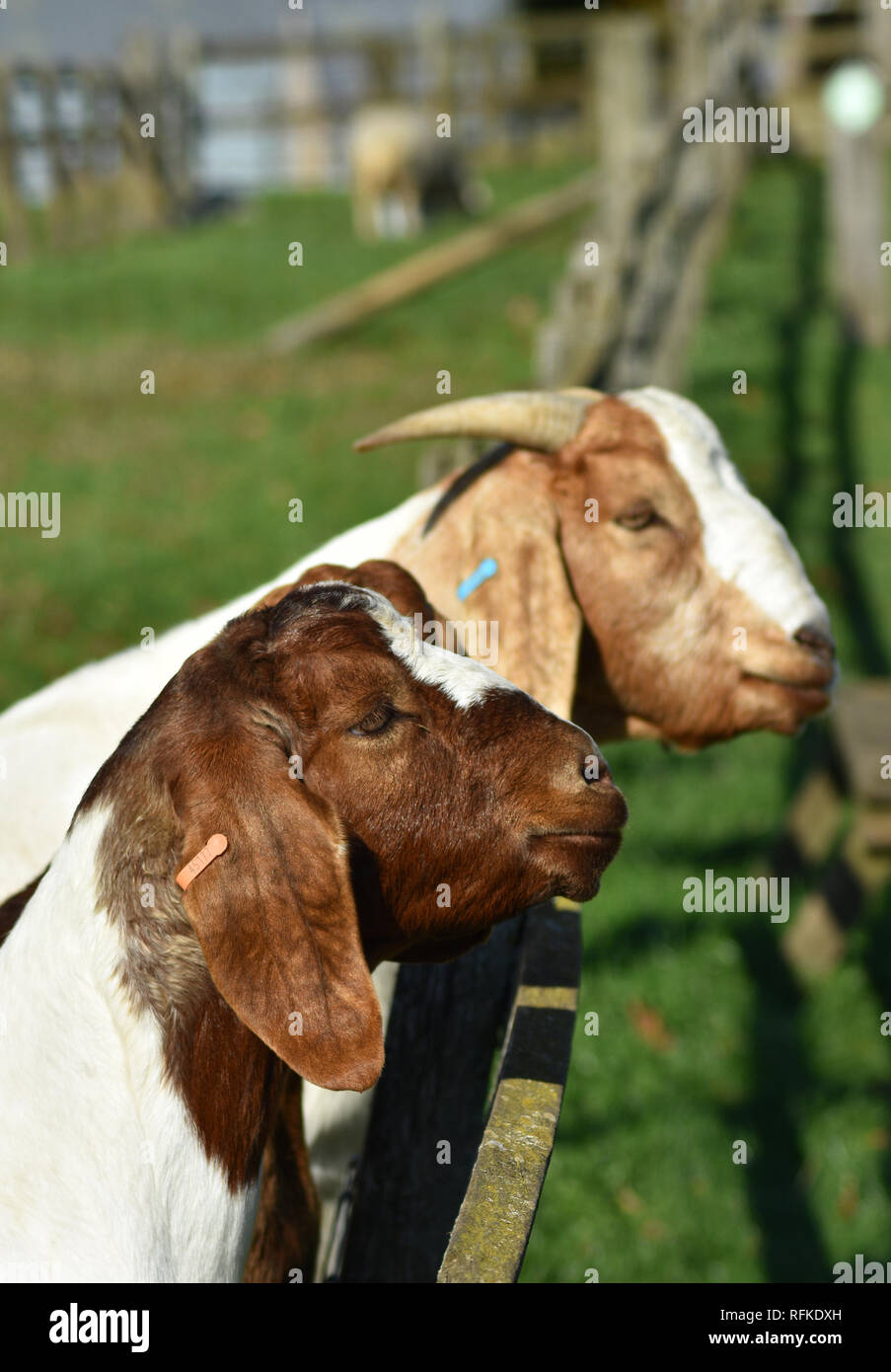 Cotswold farm park hi-res stock photography and images - Alamy