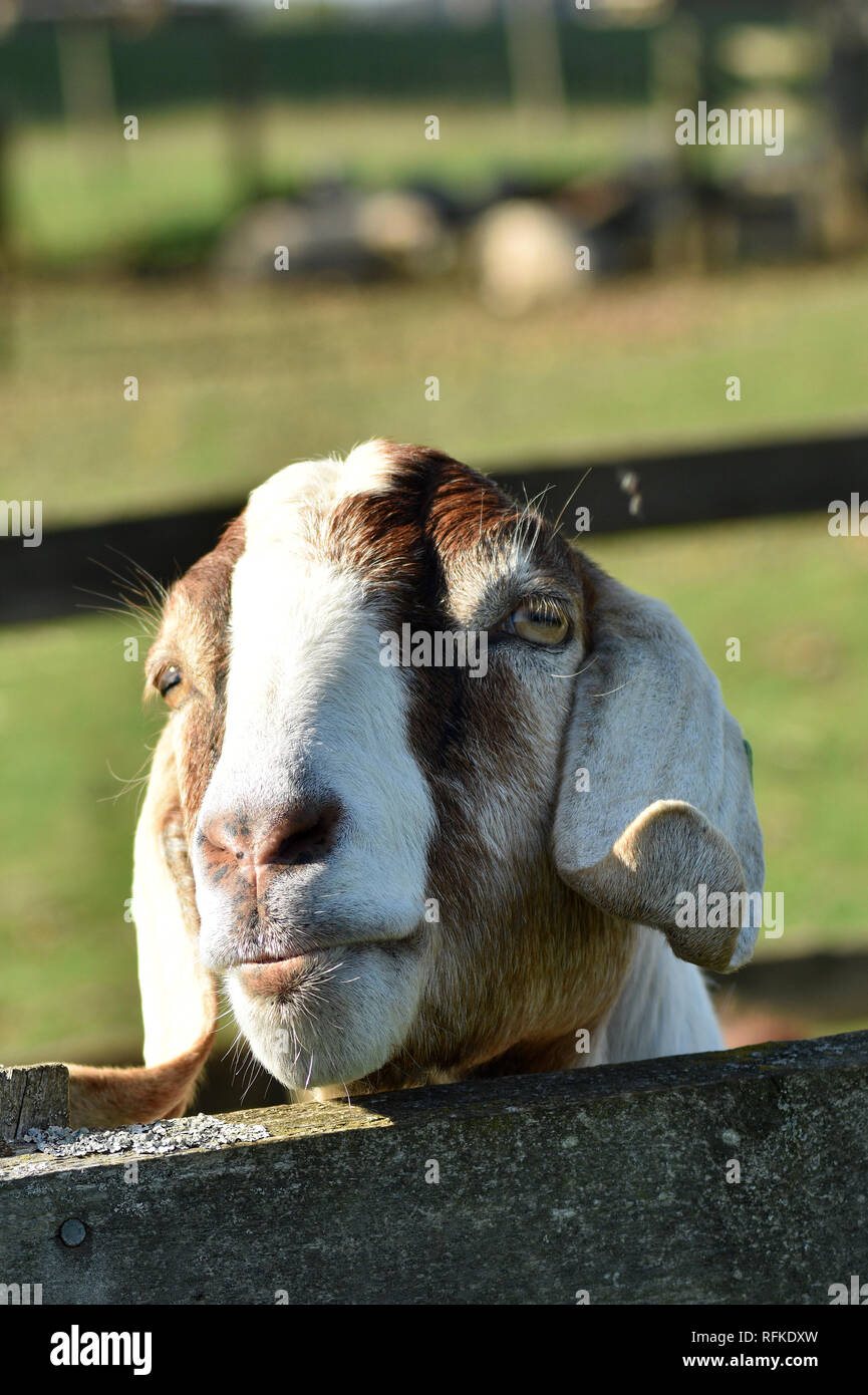 Adam henson farm goats hi-res stock photography and images - Alamy
