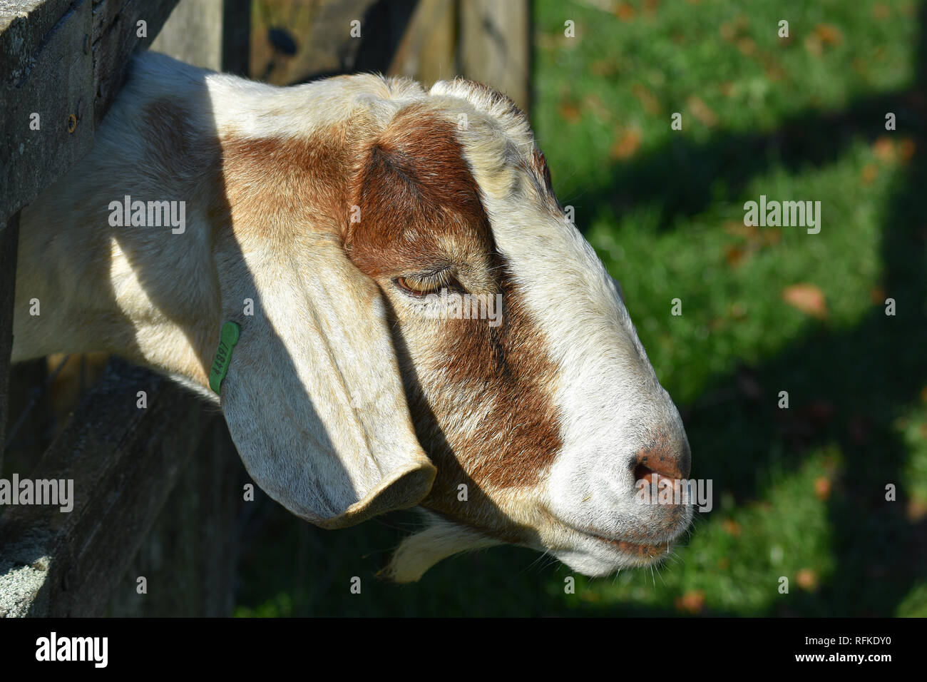 Goats at Cotswold Farm Park, Nr Guiting Power, Gloucestershire, England ...