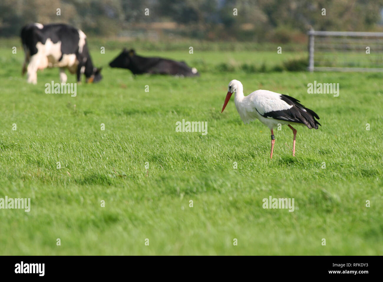 Stork cow hi-res stock photography and images - Alamy