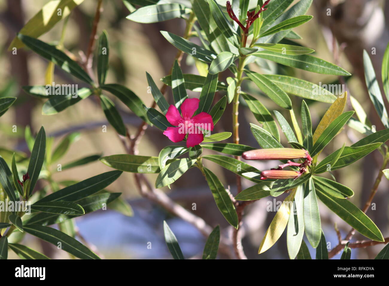Green flowering tree hi-res stock photography and images - Alamy