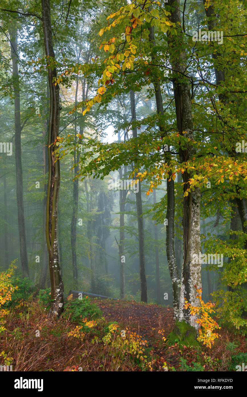 blue foggy morning in autumn forest. beautiful nature scenery. mix of ...