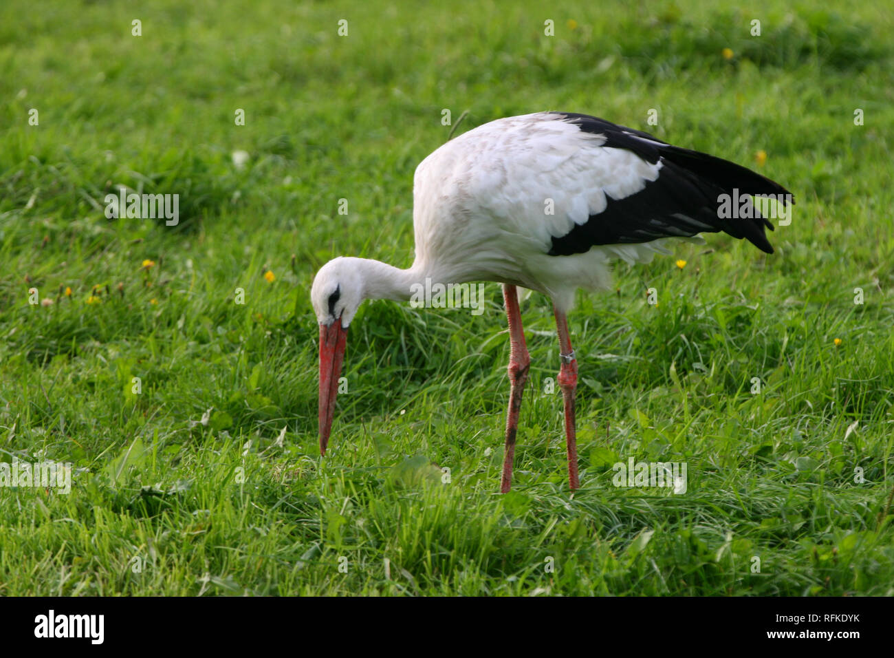 Stork hunting hi-res stock photography and images - Alamy