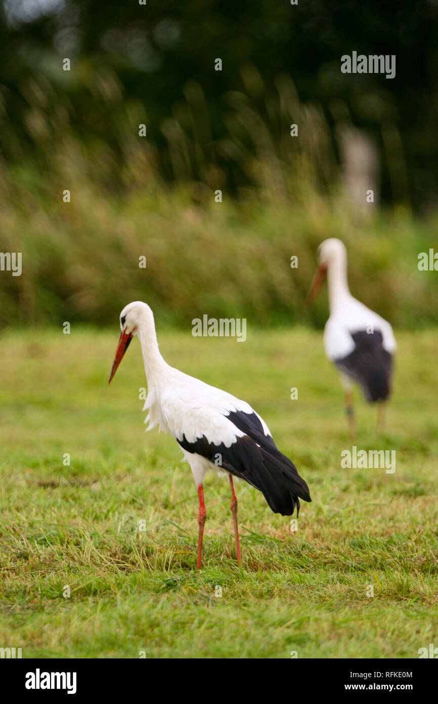 Golden storks hi-res stock photography and images - Alamy