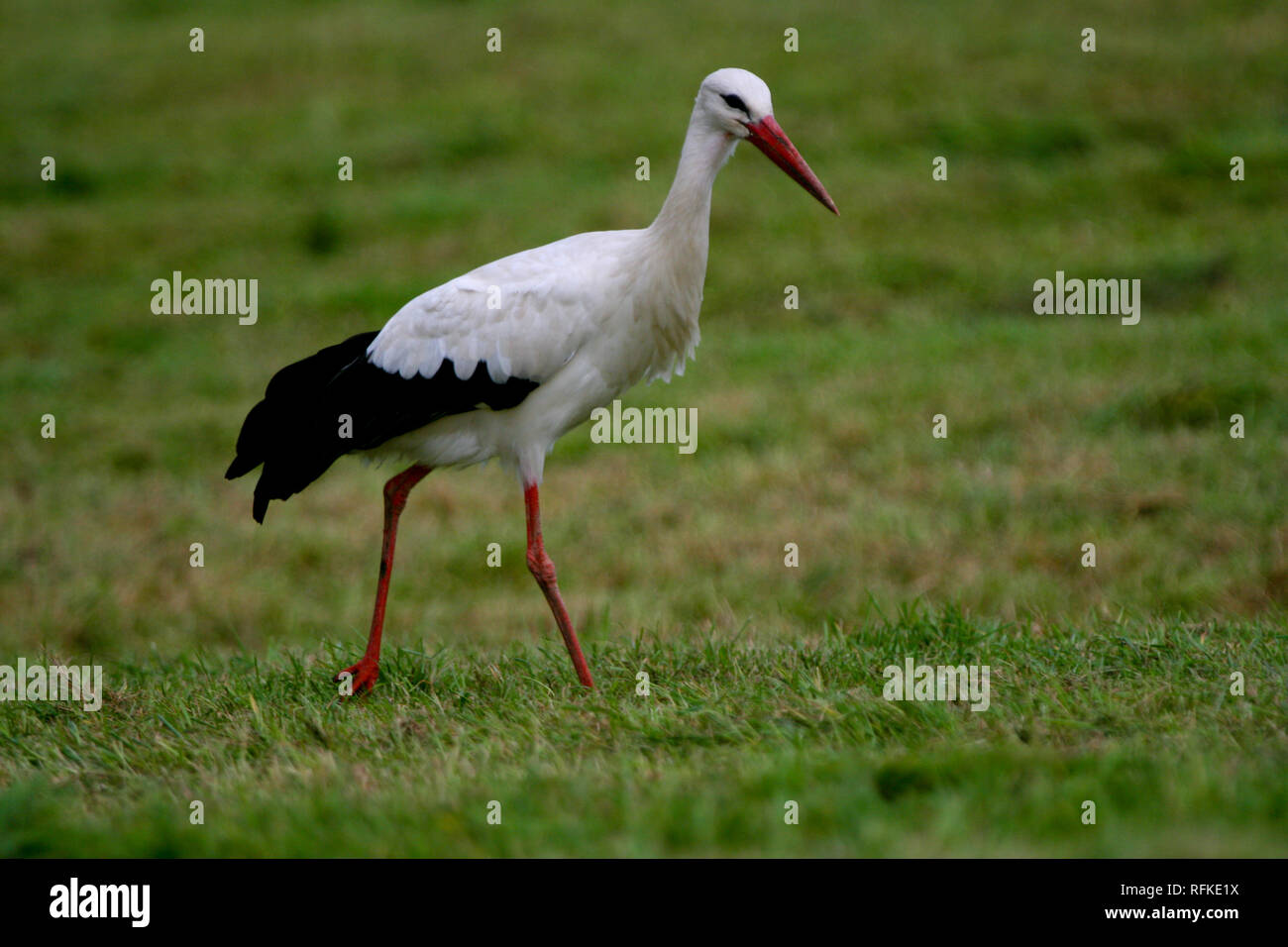 Stork hunting hi-res stock photography and images - Alamy