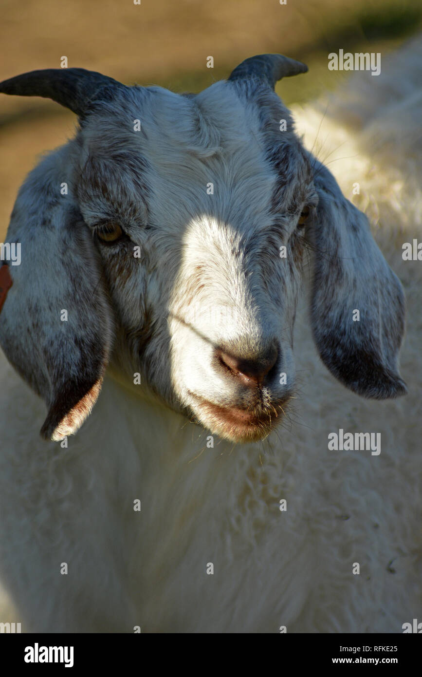 Adam henson farm goats hi-res stock photography and images - Alamy