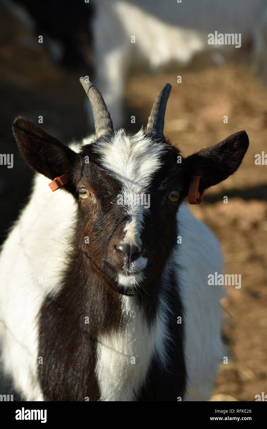 Bagot Goat at Cotswold Farm Park, Nr Guiting Power, Gloucestershire ...