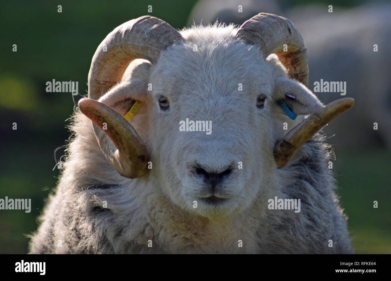 Herdwick Sheep Ram at Cotswold Farm Park, Nr Guiting Power ...