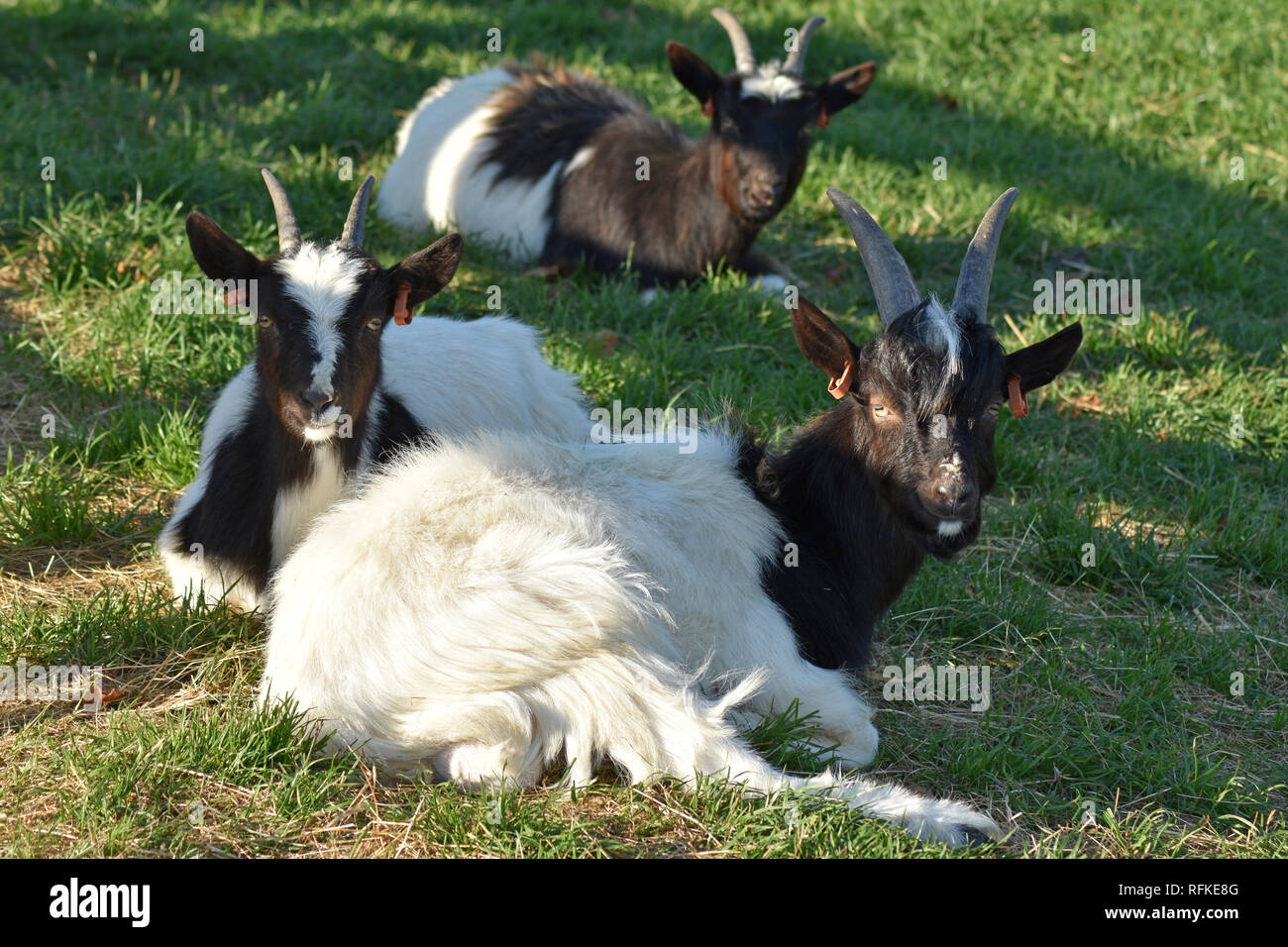 Adam henson farm goats hi-res stock photography and images - Alamy
