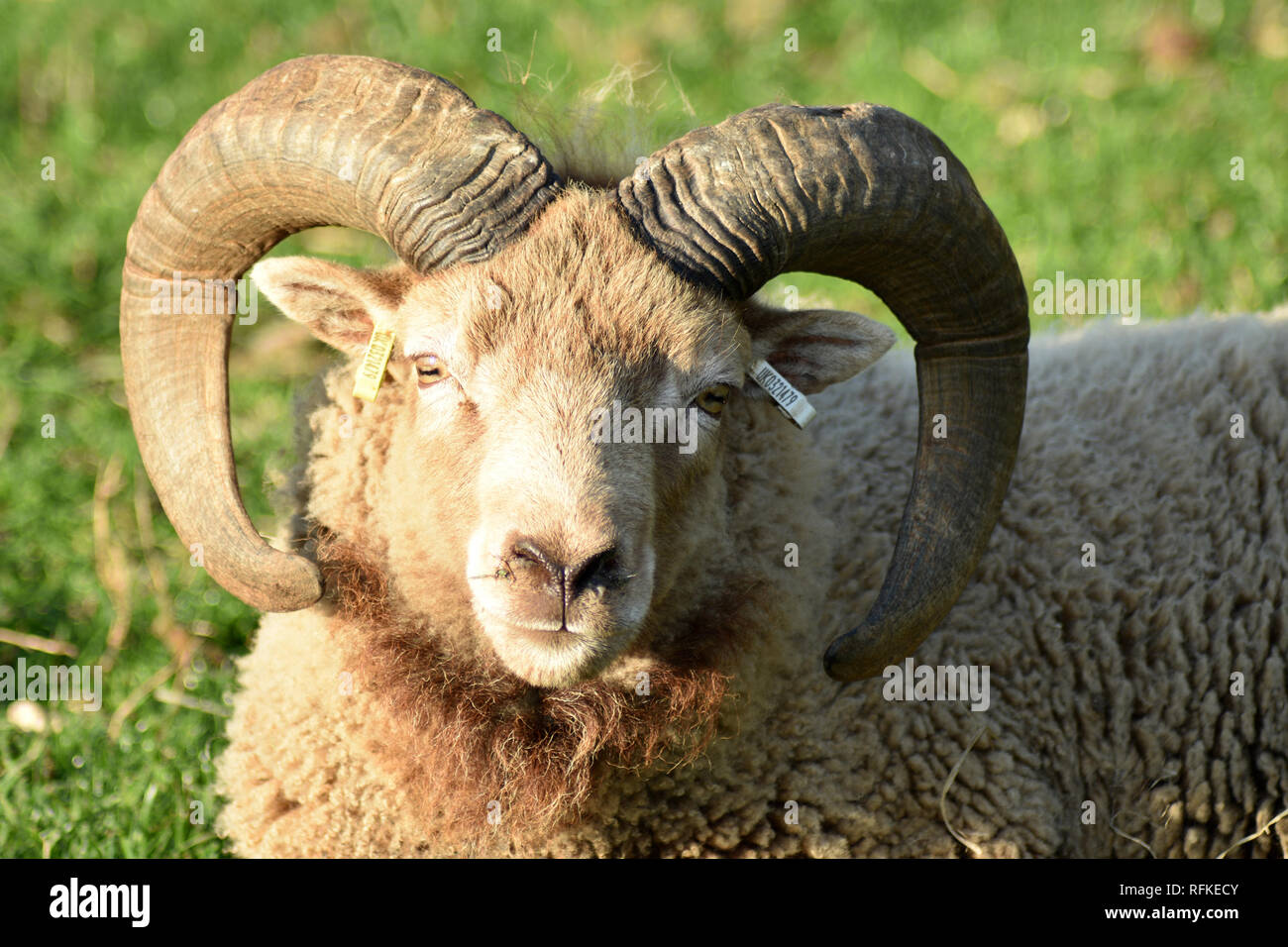 Rare breed sheep hi-res stock photography and images - Alamy