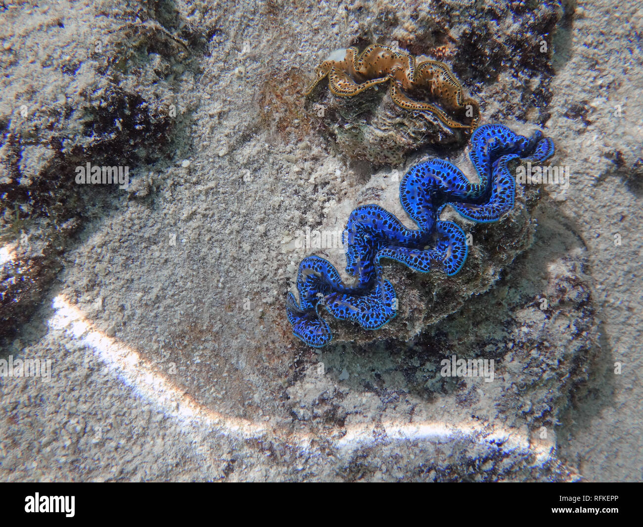 Underwater view of a Giant Clam (Tridacna Gigas) with blue lips in the ...