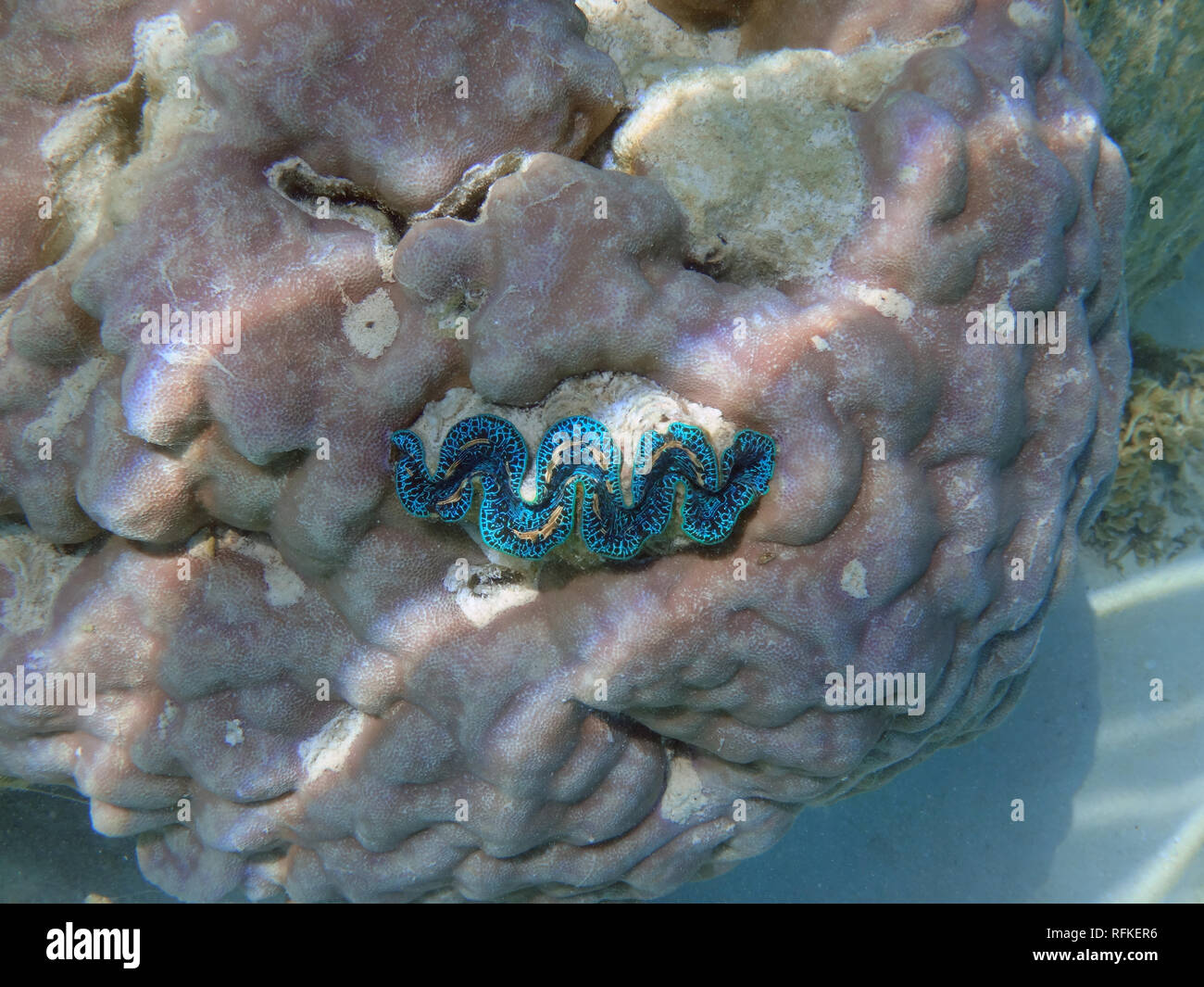 Underwater view of a Giant Clam (Tridacna Gigas) with blue lips in the ...