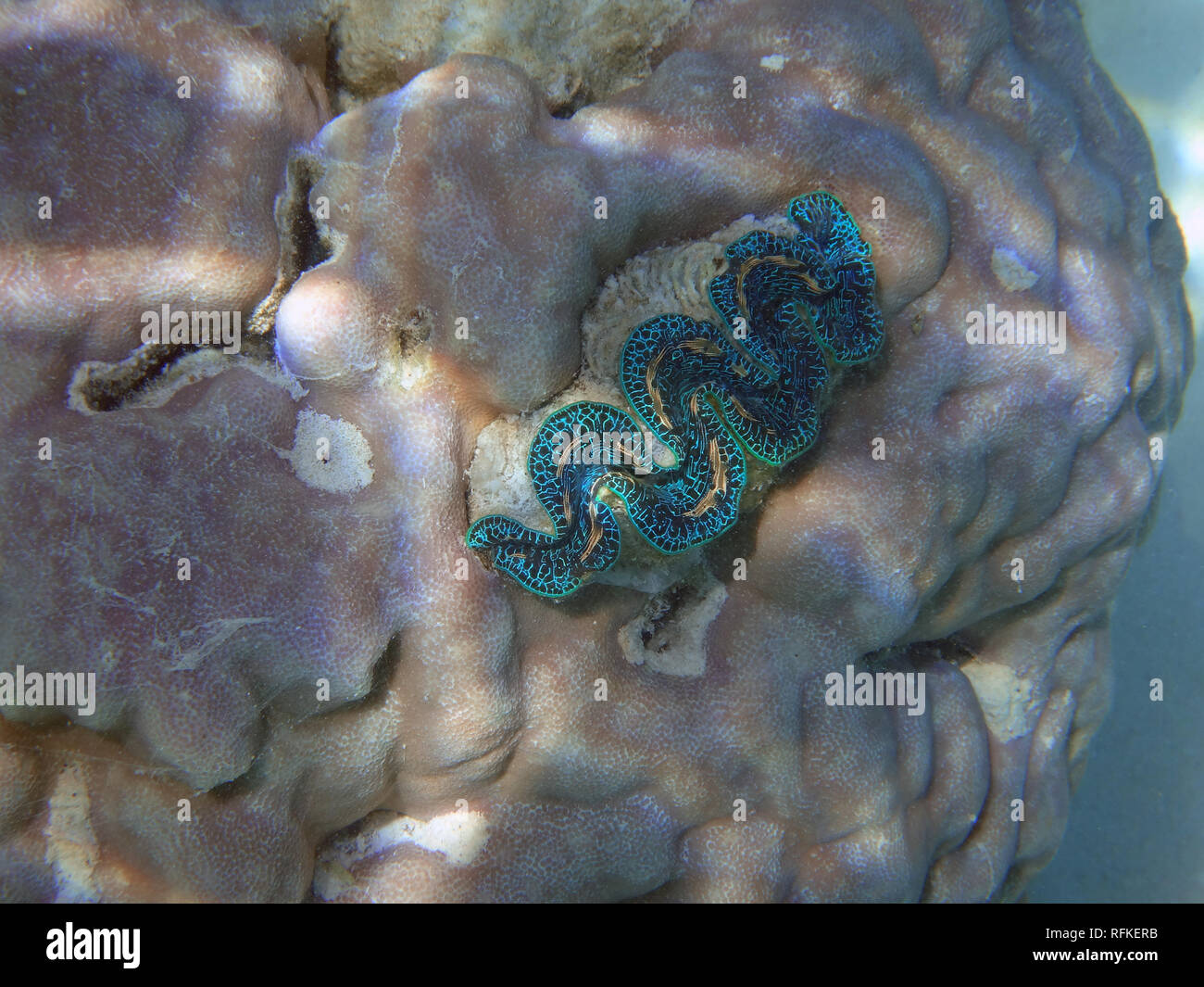 Underwater view of a Giant Clam (Tridacna Gigas) with blue lips in the ...