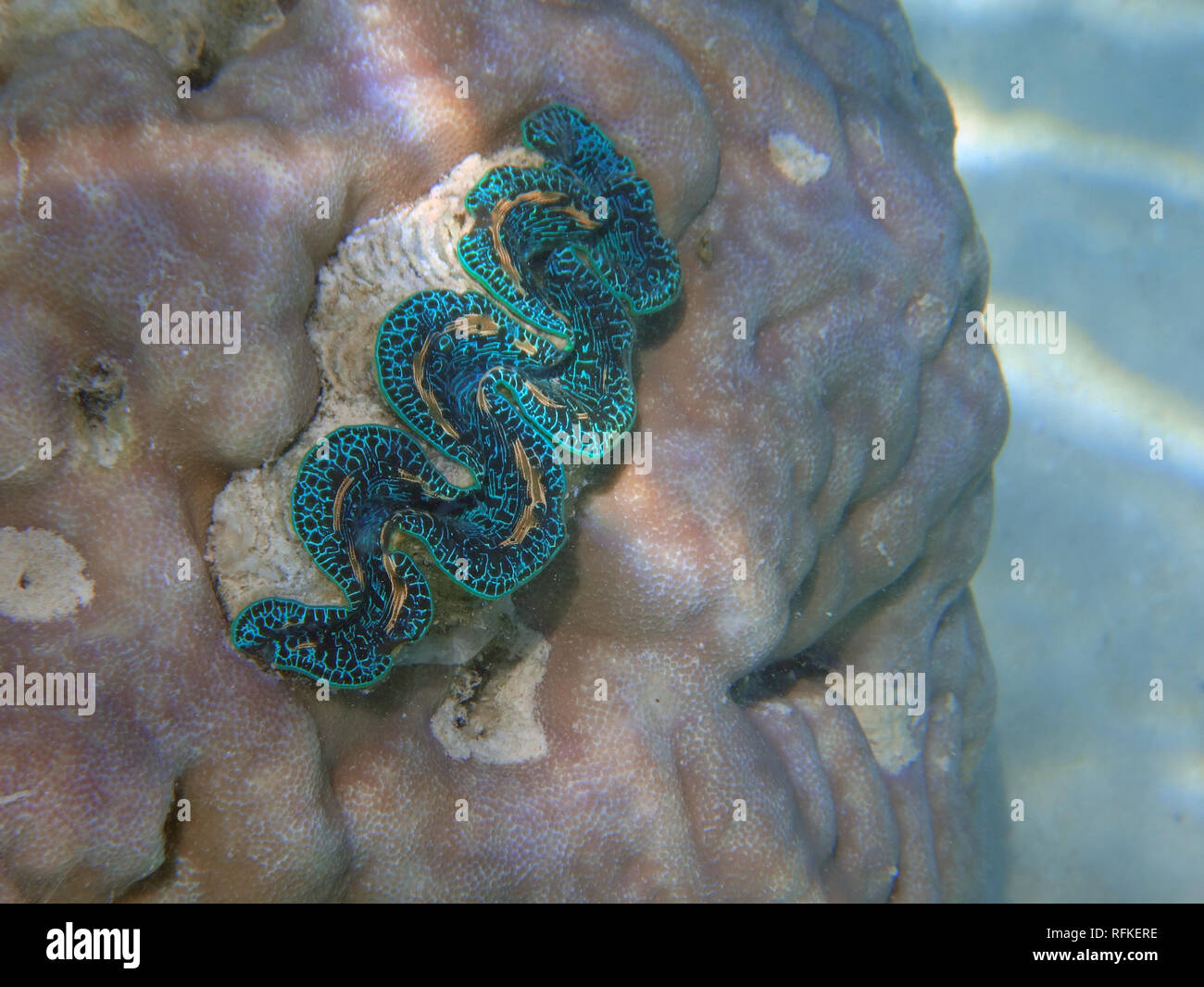Underwater view of a Giant Clam (Tridacna Gigas) with blue lips in the ...