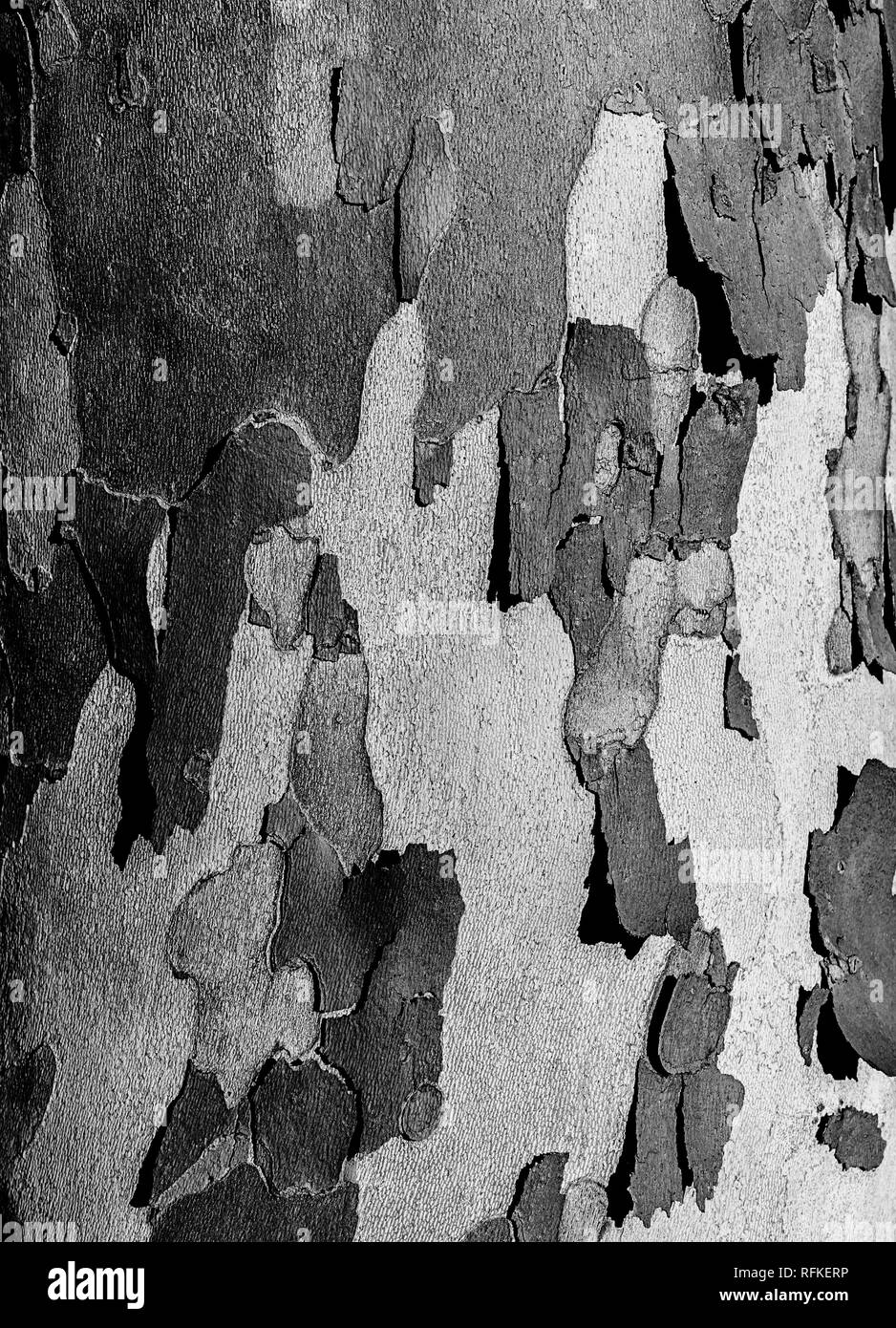Tree crust is falling apart Stock Photo - Alamy