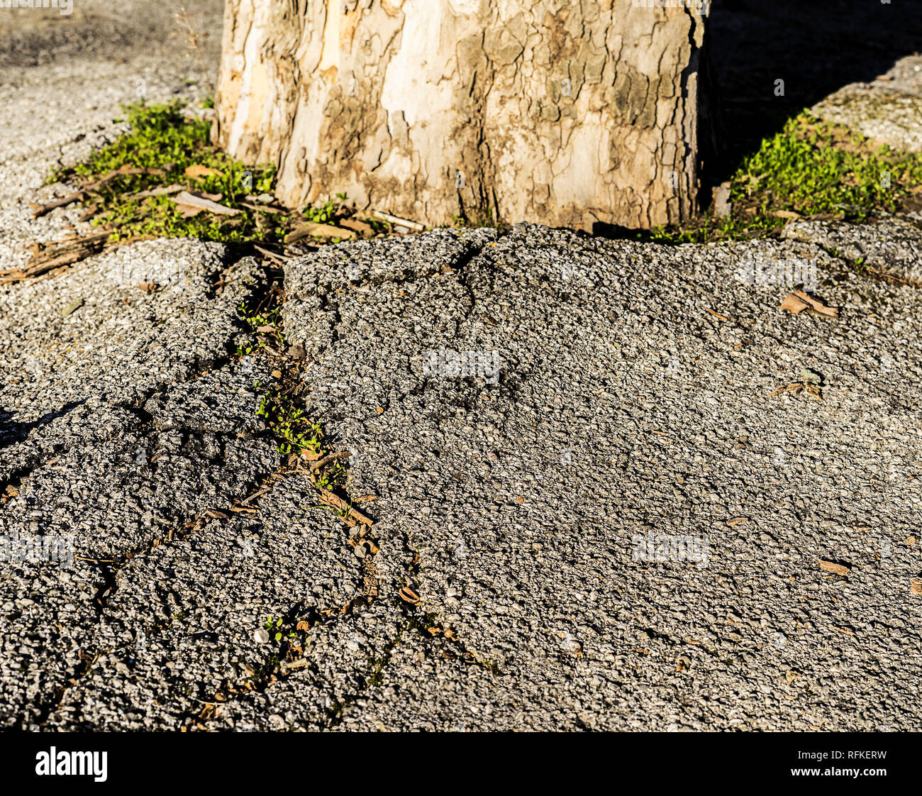 Tree Root Sidewalk Crack High Resolution Stock Photography and Images ...