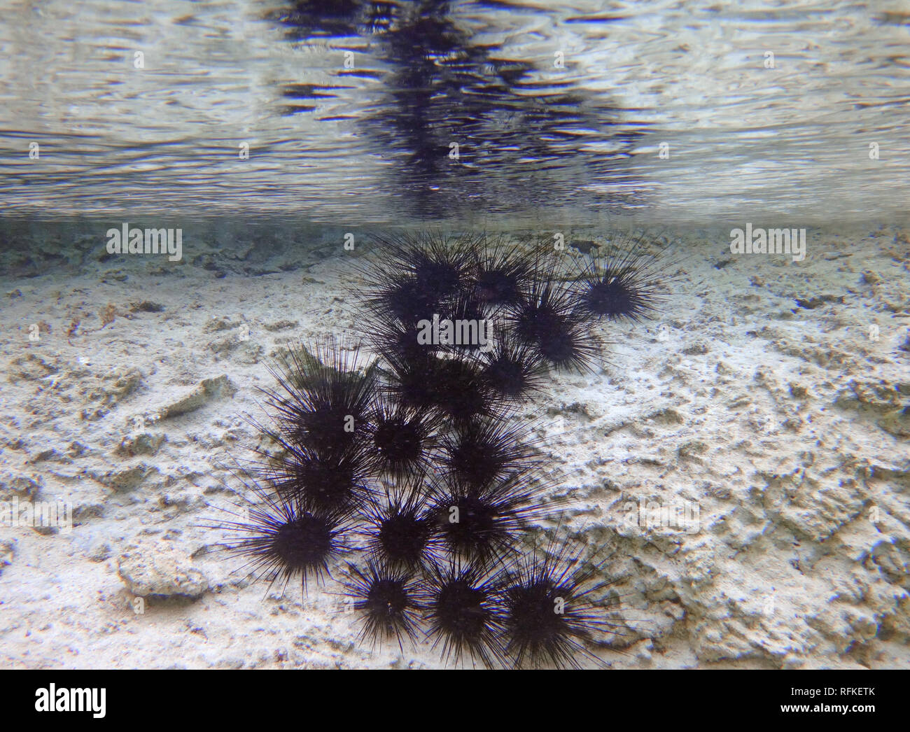 Underwater view of black sea urchin with long spikes in the Bora Bora ...