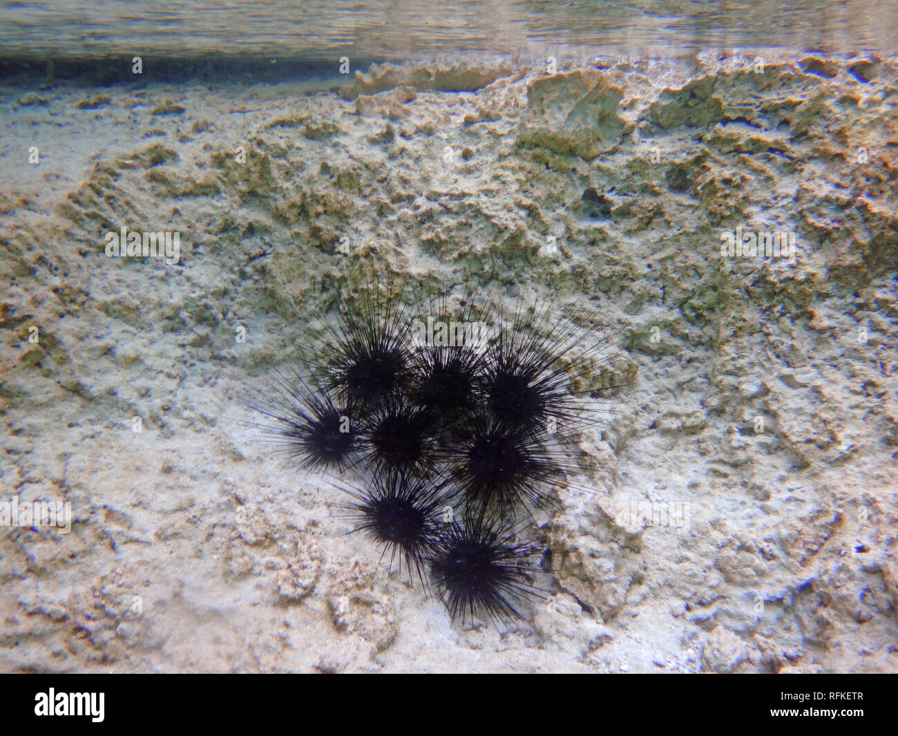 Underwater view of black sea urchin with long spikes in the Bora Bora ...