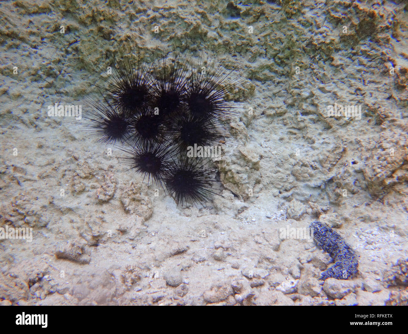 Underwater view of black sea urchin with long spikes in the Bora Bora ...