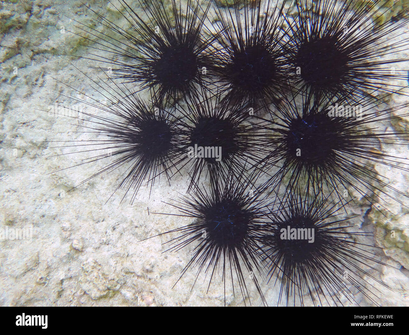 Underwater view of black sea urchin with long spikes in the Bora Bora ...