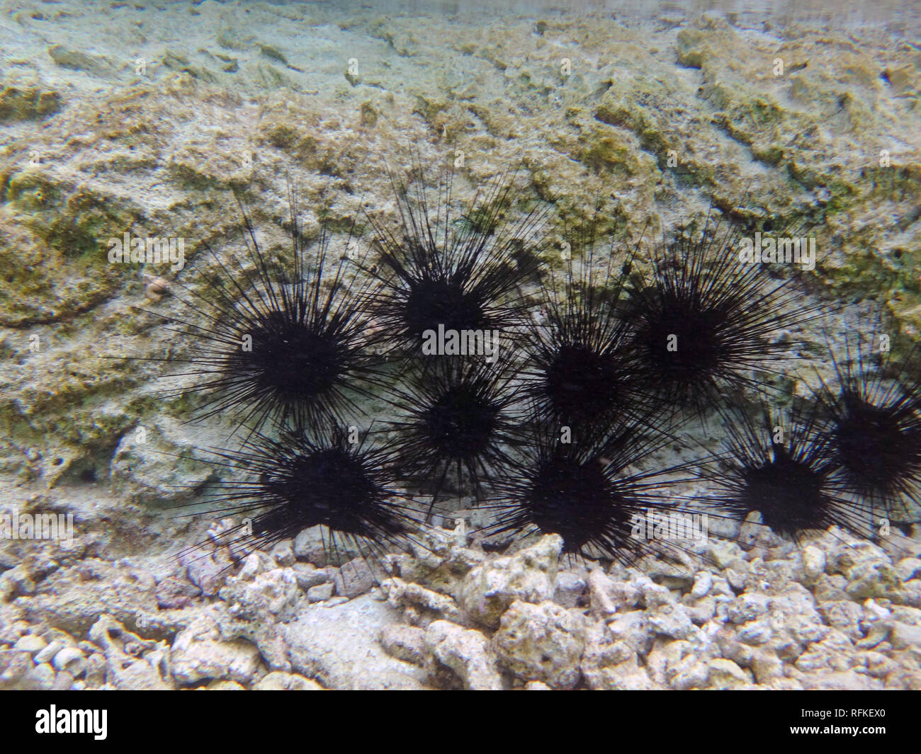 Underwater view of black sea urchin with long spikes in the Bora Bora ...
